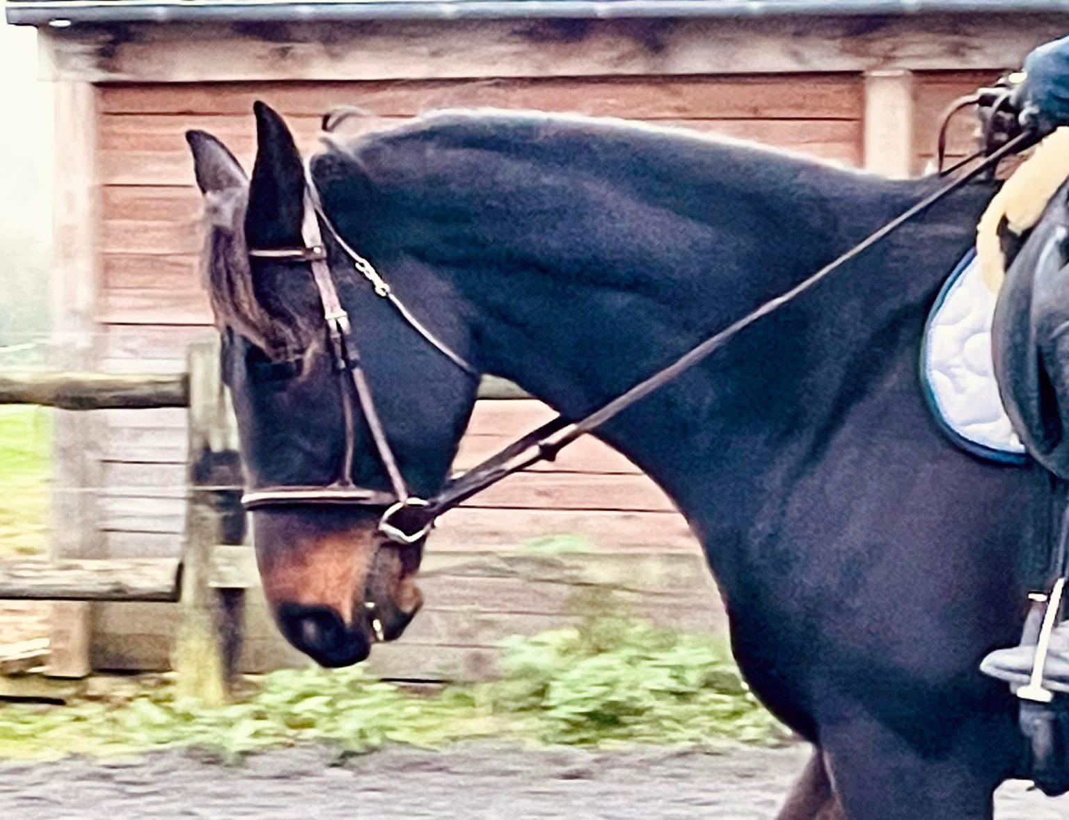 Quelle longueur de rênes et pourquoi ? – Dressage et équilibre